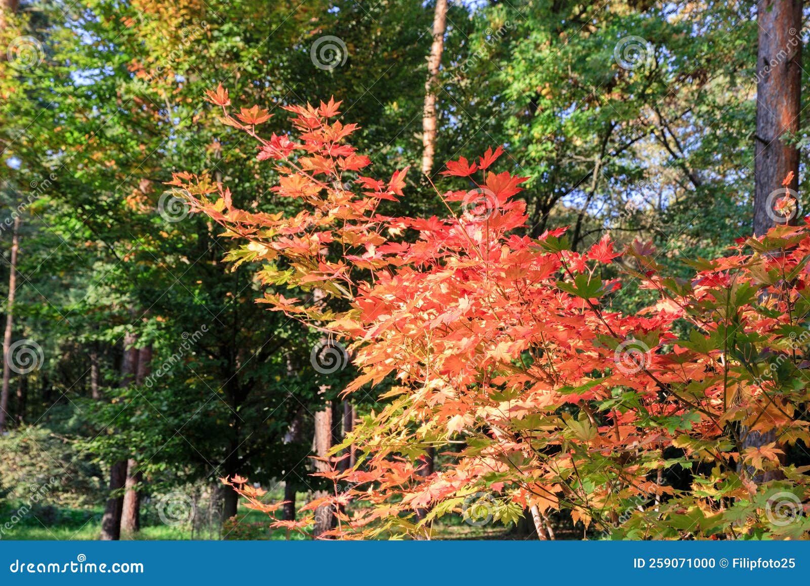 Red maple in the forest stock photo. Image of light - 259071000