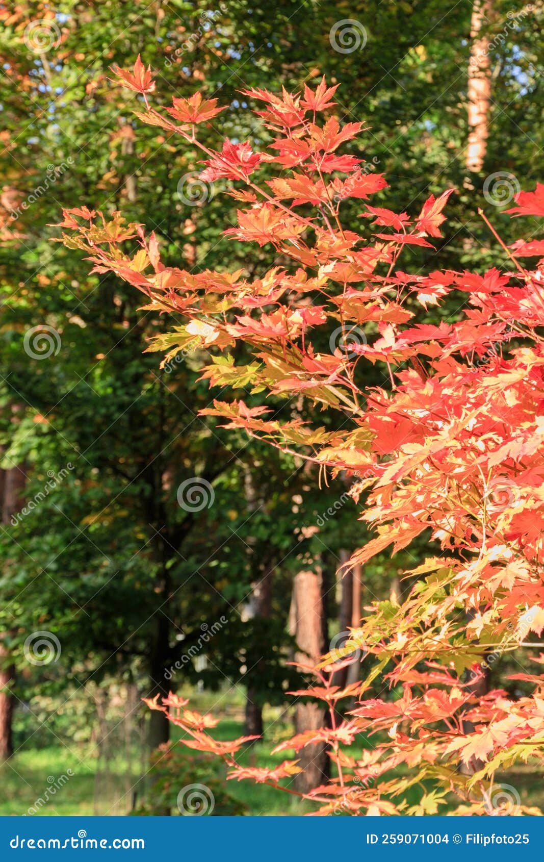 Red maple in the forest stock photo. Image of trees - 259071004