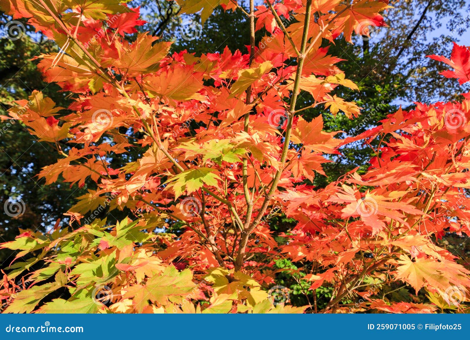 Red maple in the forest stock image. Image of park, fall - 259071005