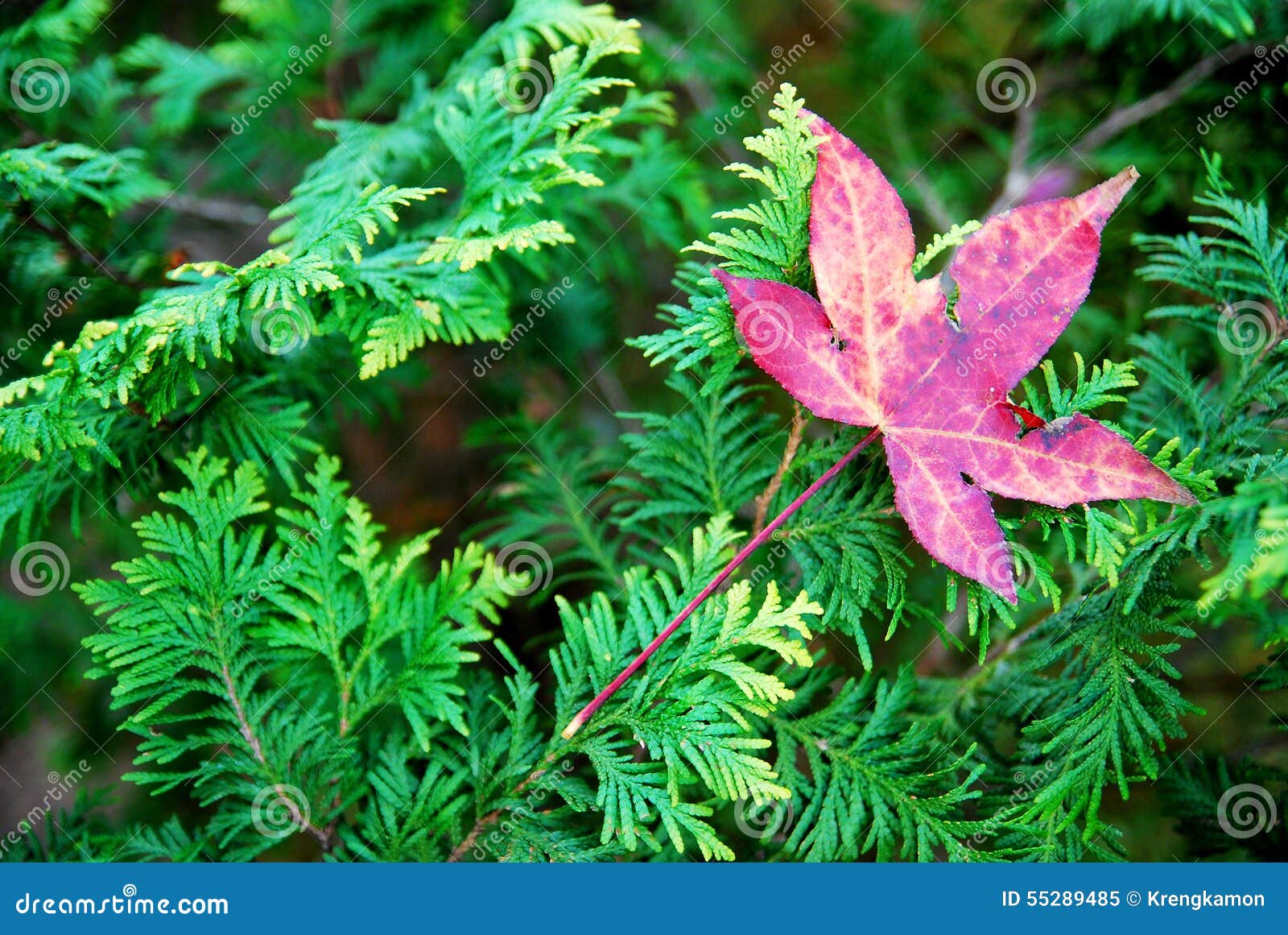 Red Maple stock image. Image of japanese, color, paths - 55289485