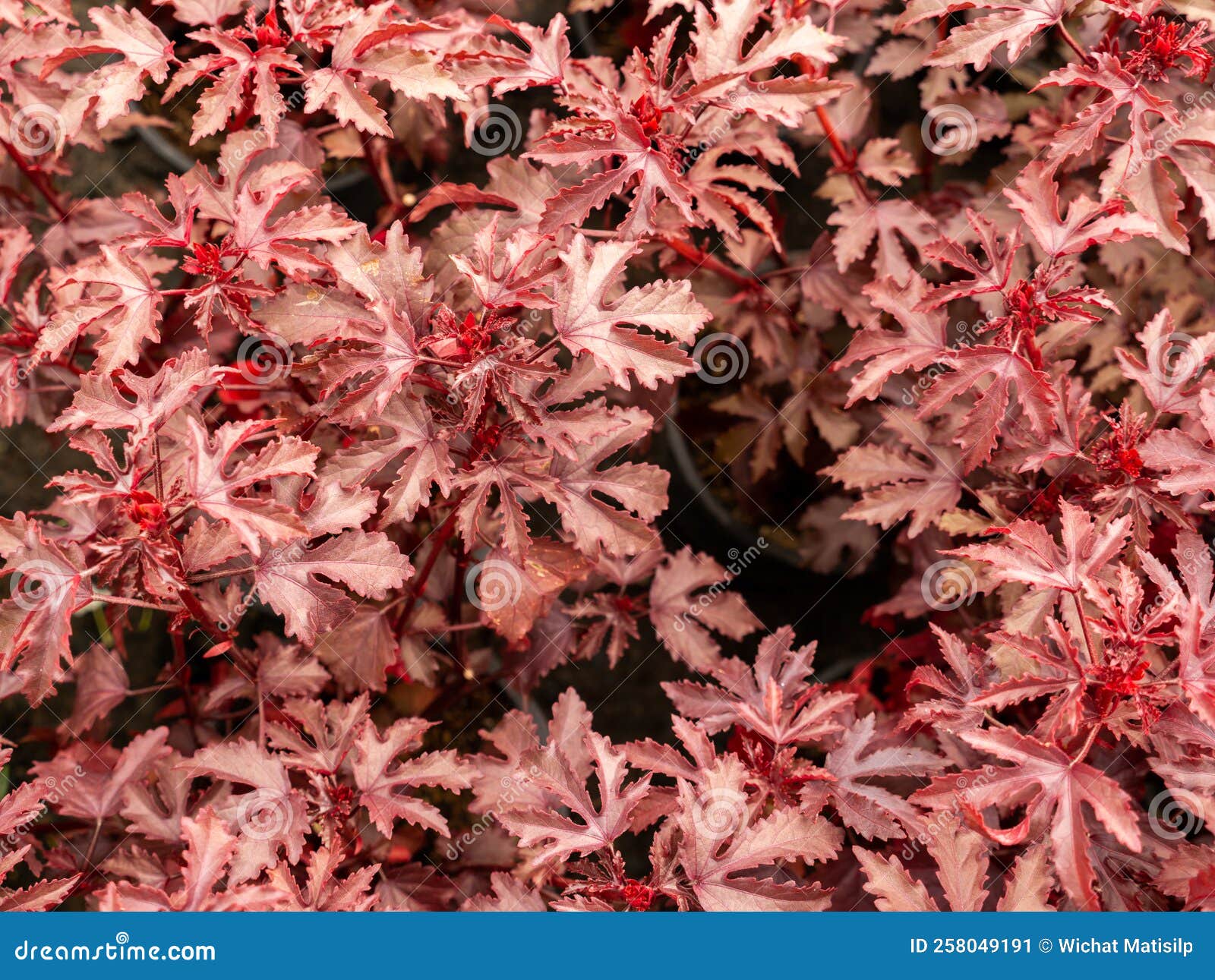 Red Maple Growing on Pots stock image. Image of maple - 258049191