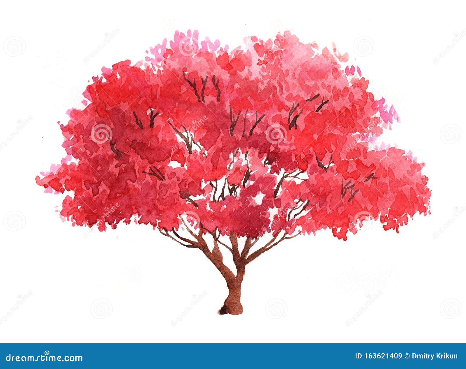 Red Maple Isolated on a White Background Stock Illustration ...