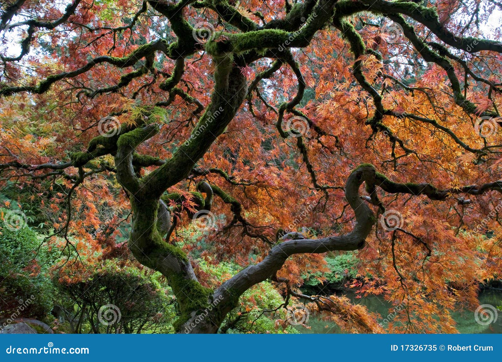 Red maple, Japanese garden stock image. Image of land - 17326735