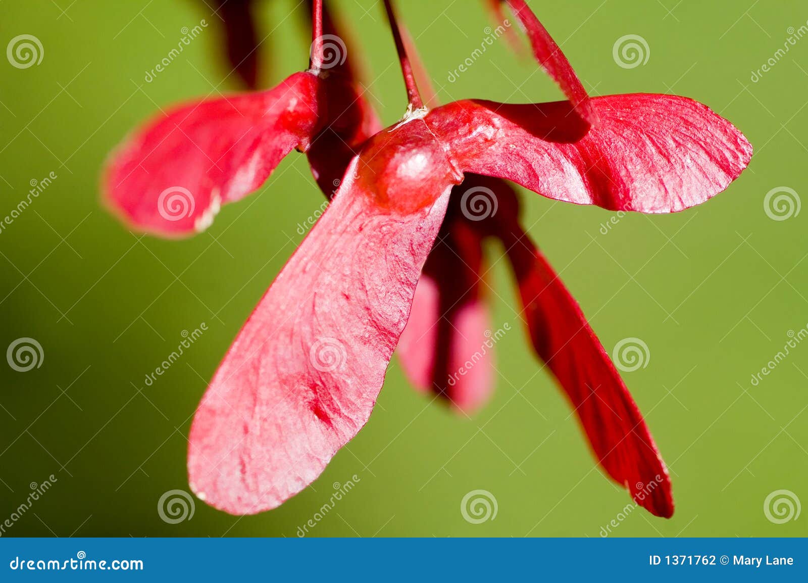 Red Maple Keys stock photo. Image of details, autumn, seasonal - 1371762