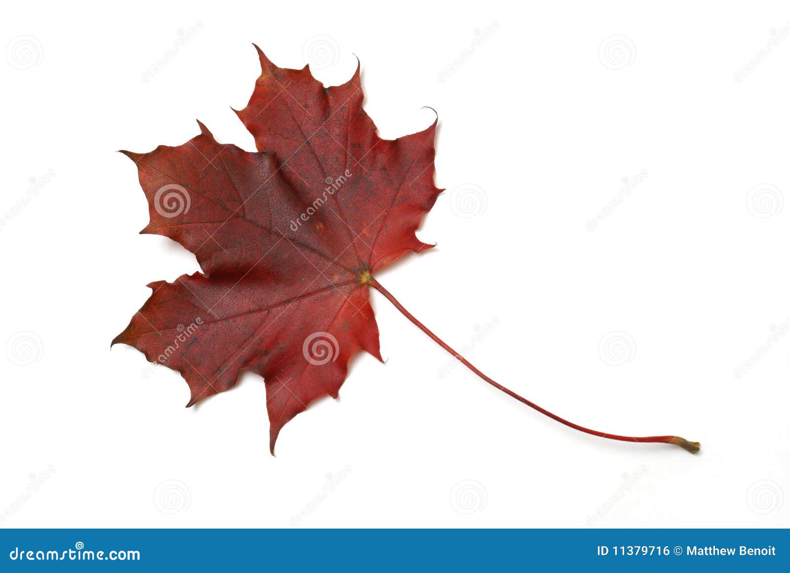 Red Maple Leaf stock photo. Image of botany, clean, natural - 11379716