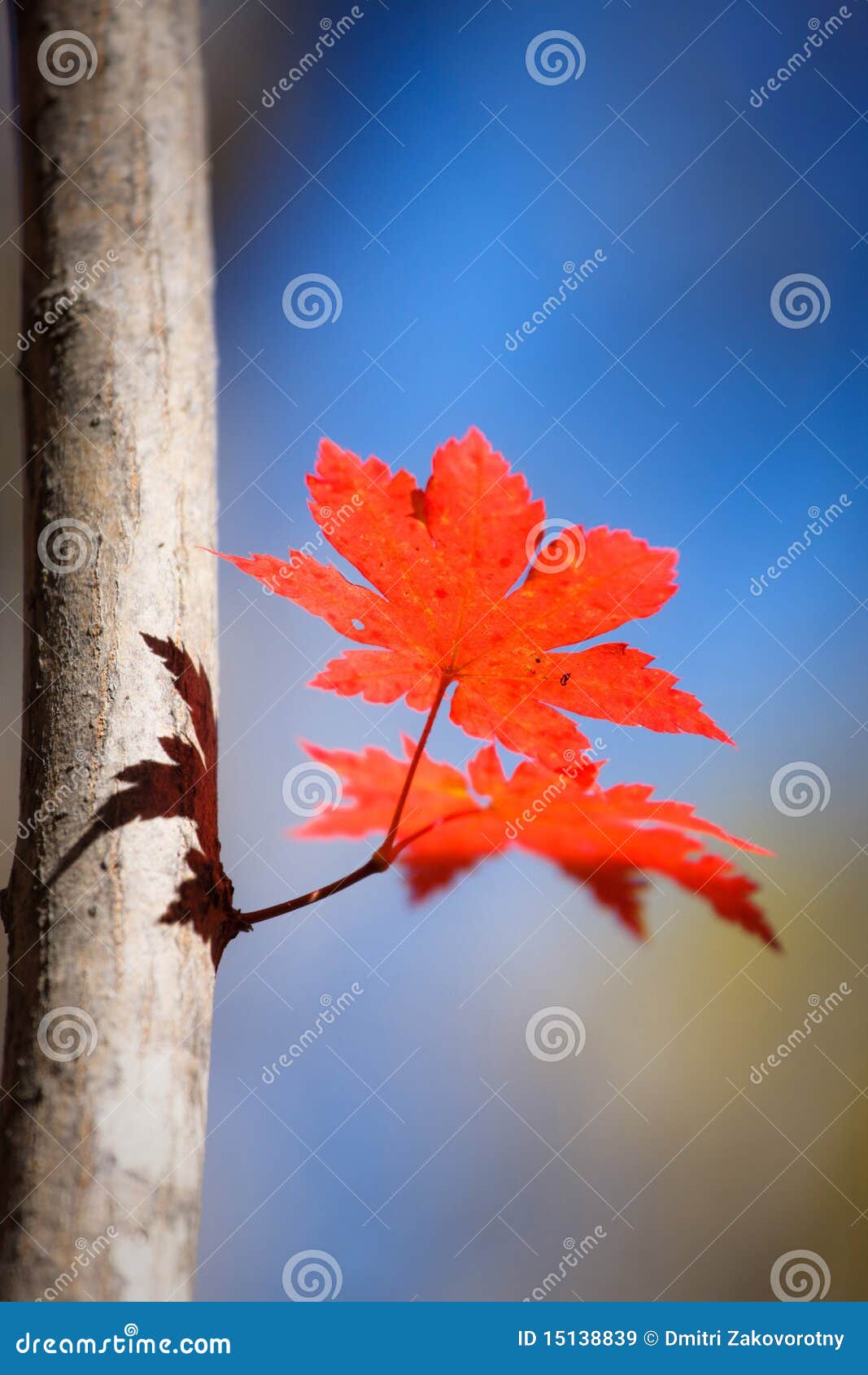 Red maple leaf stock image. Image of color, perspective - 15138839