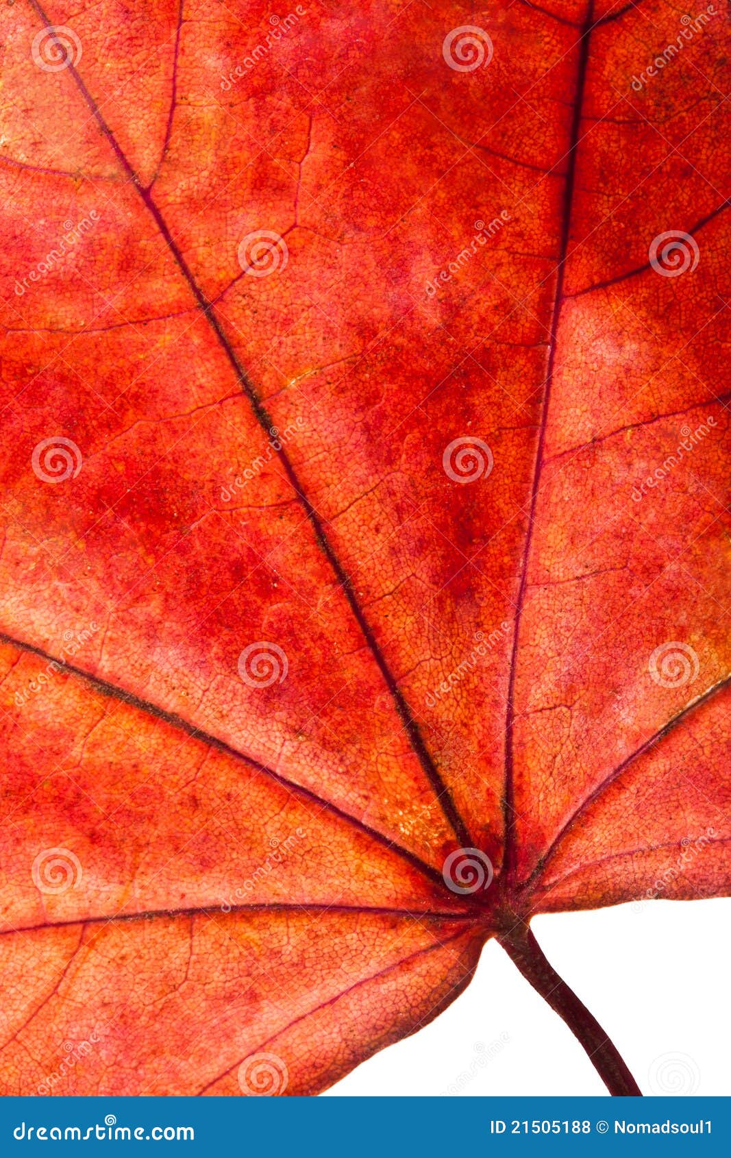 Red maple leaf stock photo. Image of lush, growth, collection - 21505188