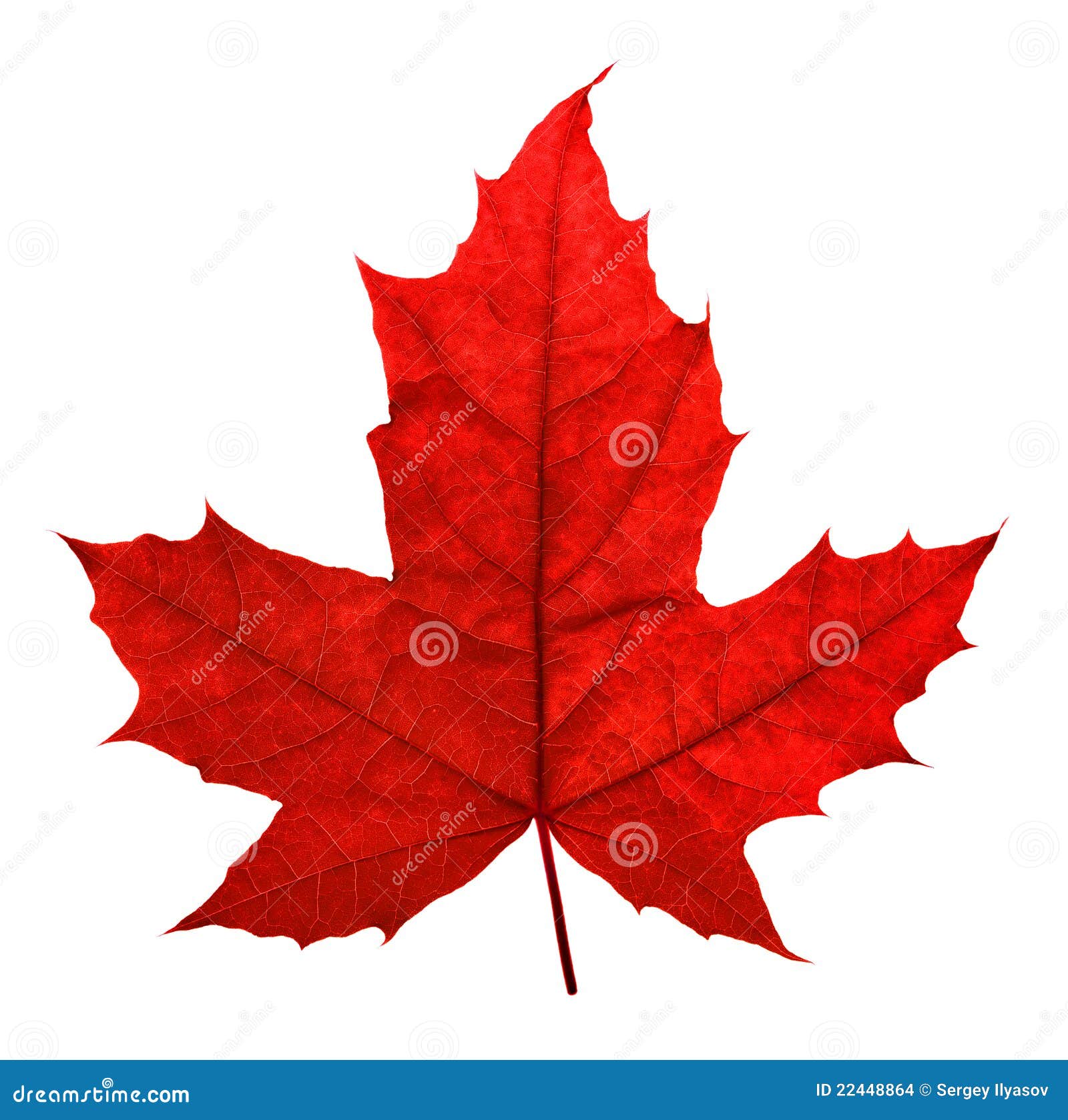 Red maple leaf stock photo. Image of white, autumn, design - 22448864