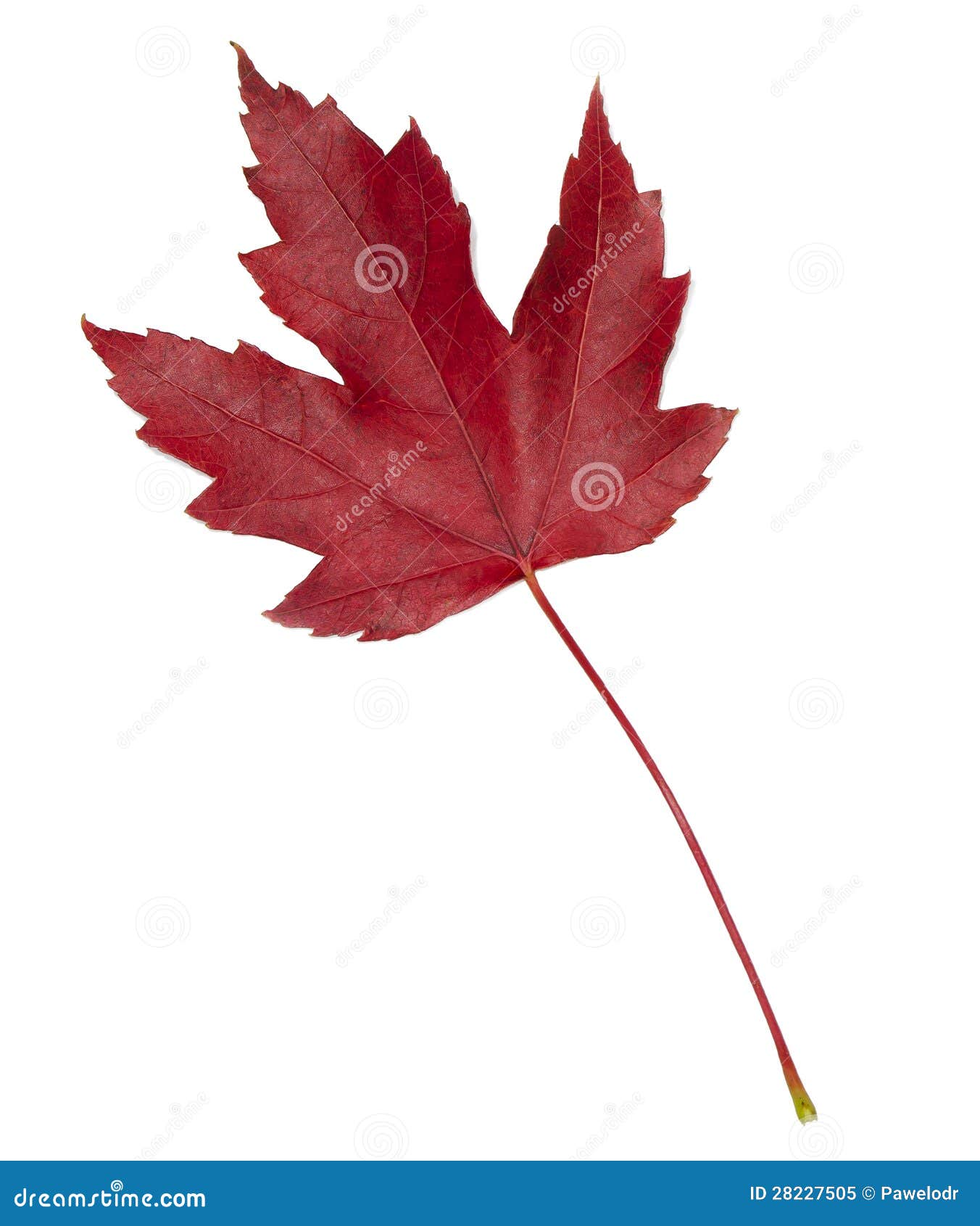 Red Maple leaf stock image. Image of september, isolated - 28227505