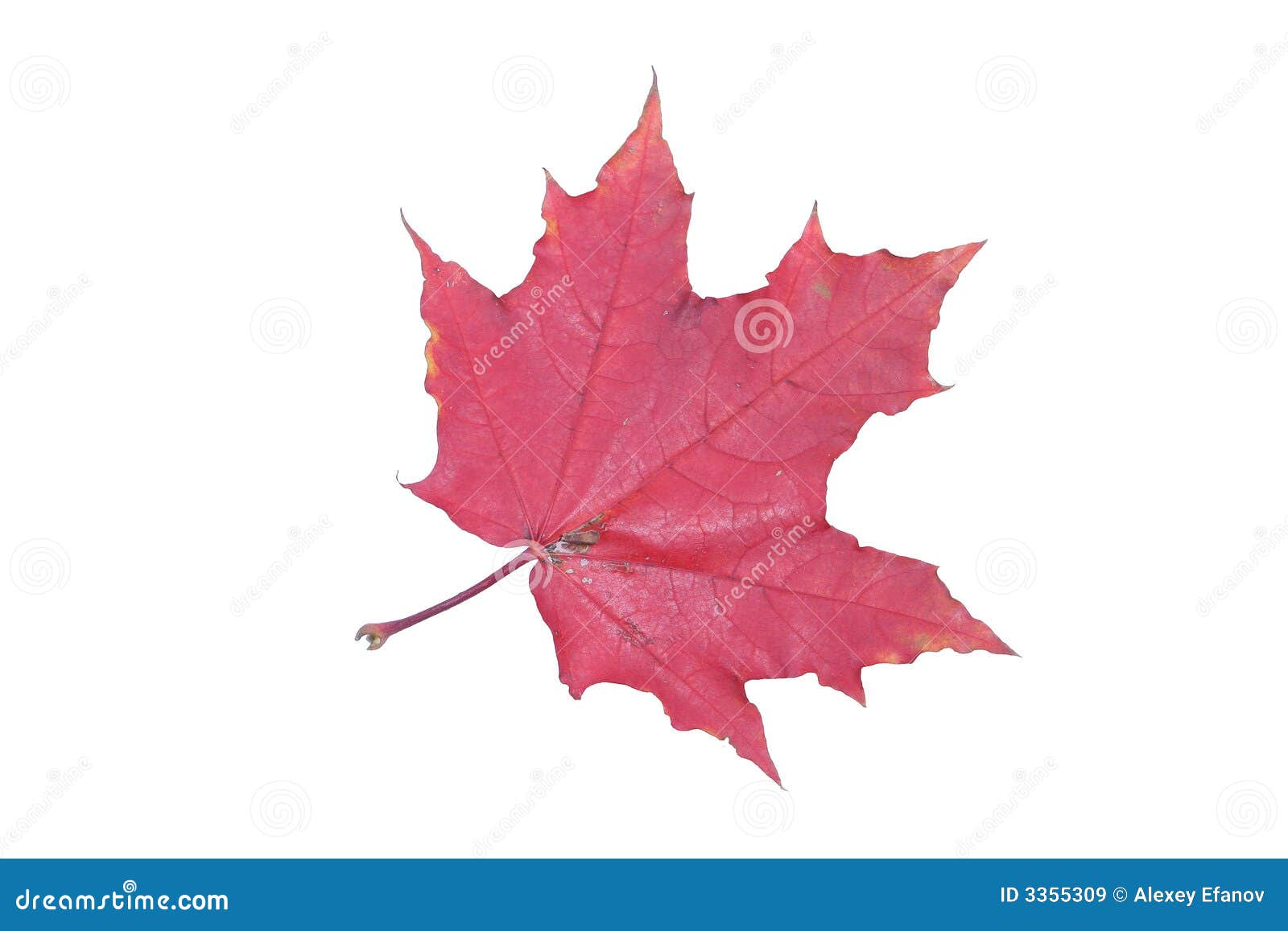 Red maple leaf shape - stickyshery