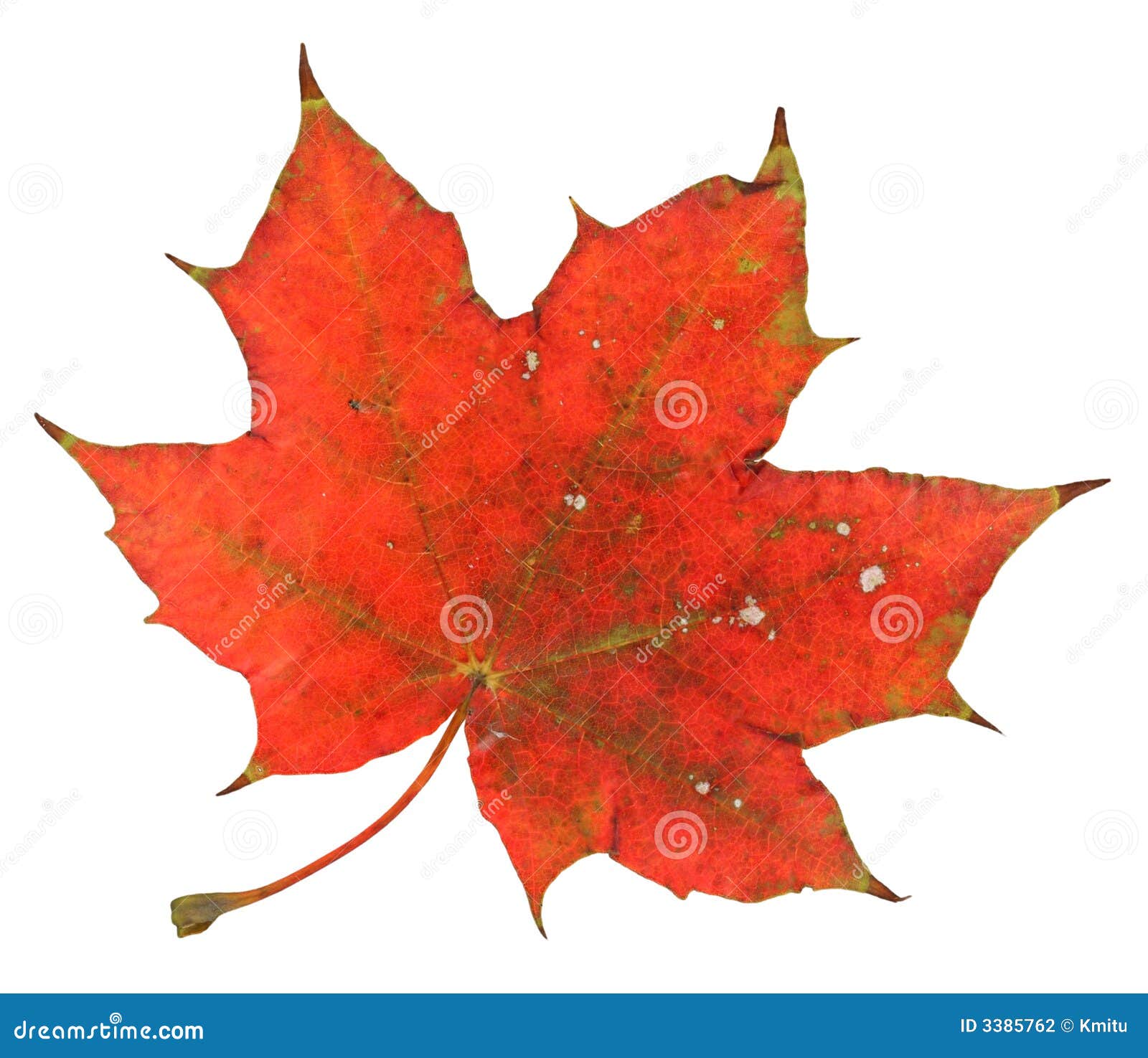 Red maple leaf stock photo. Image of natural, object, colored - 3385762