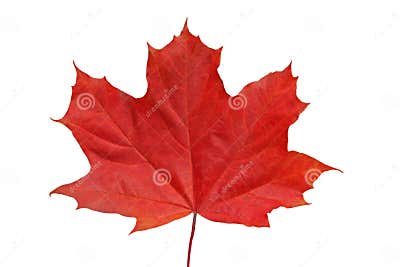 Red maple leaf. stock photo. Image of texture, amber, detail - 6064418