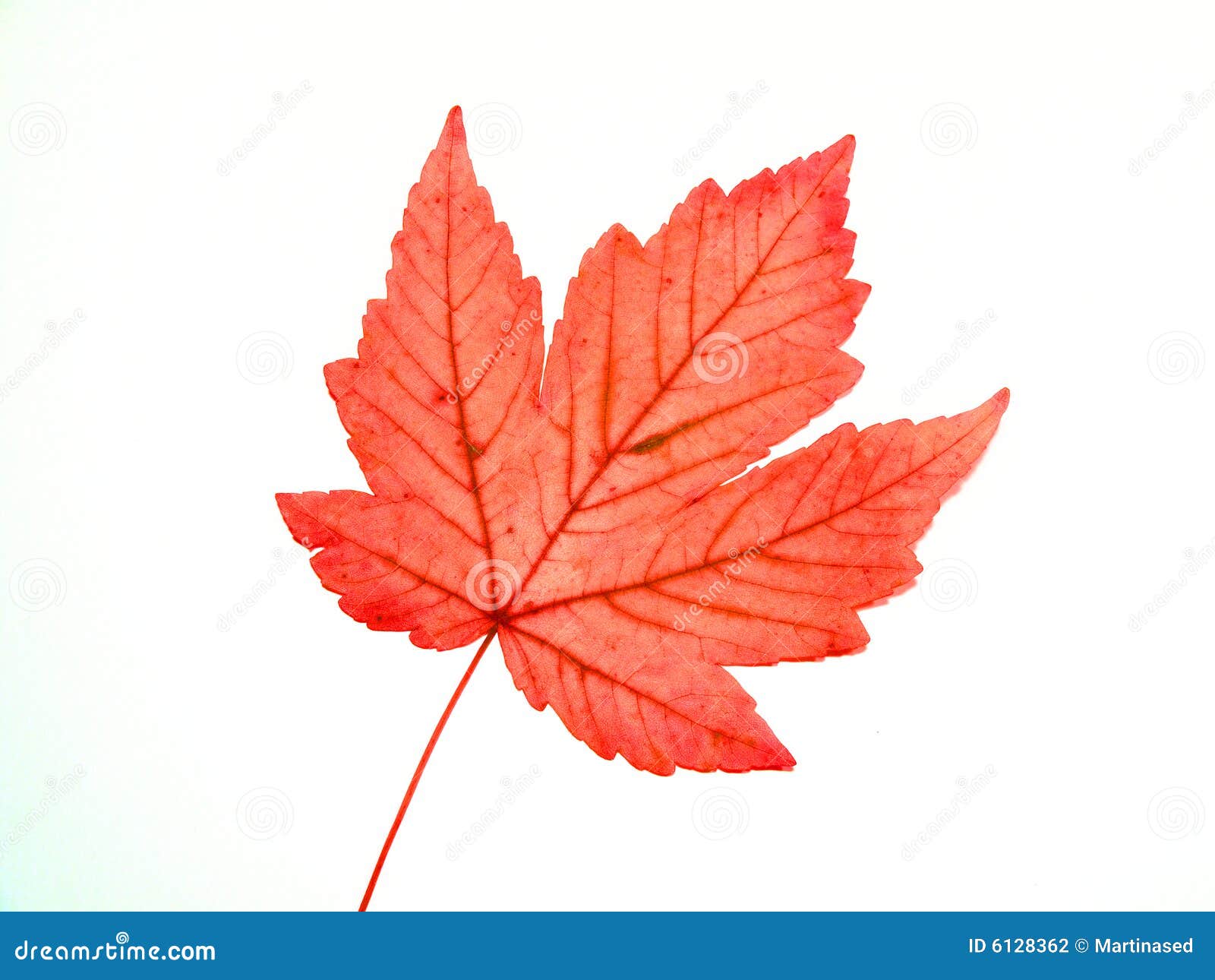Red maple leaf stock photo. Image of color, green, leaves - 6128362