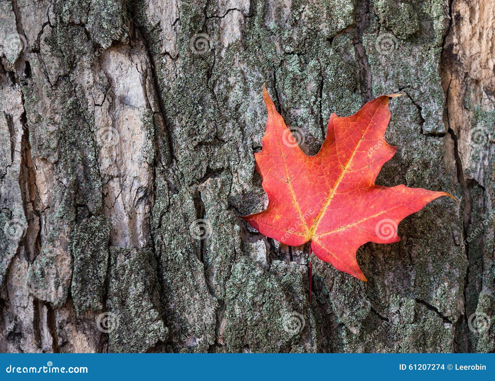 Red Maple Leaf Against Tree Bark Stock Photo - Image of leaf, maple ...