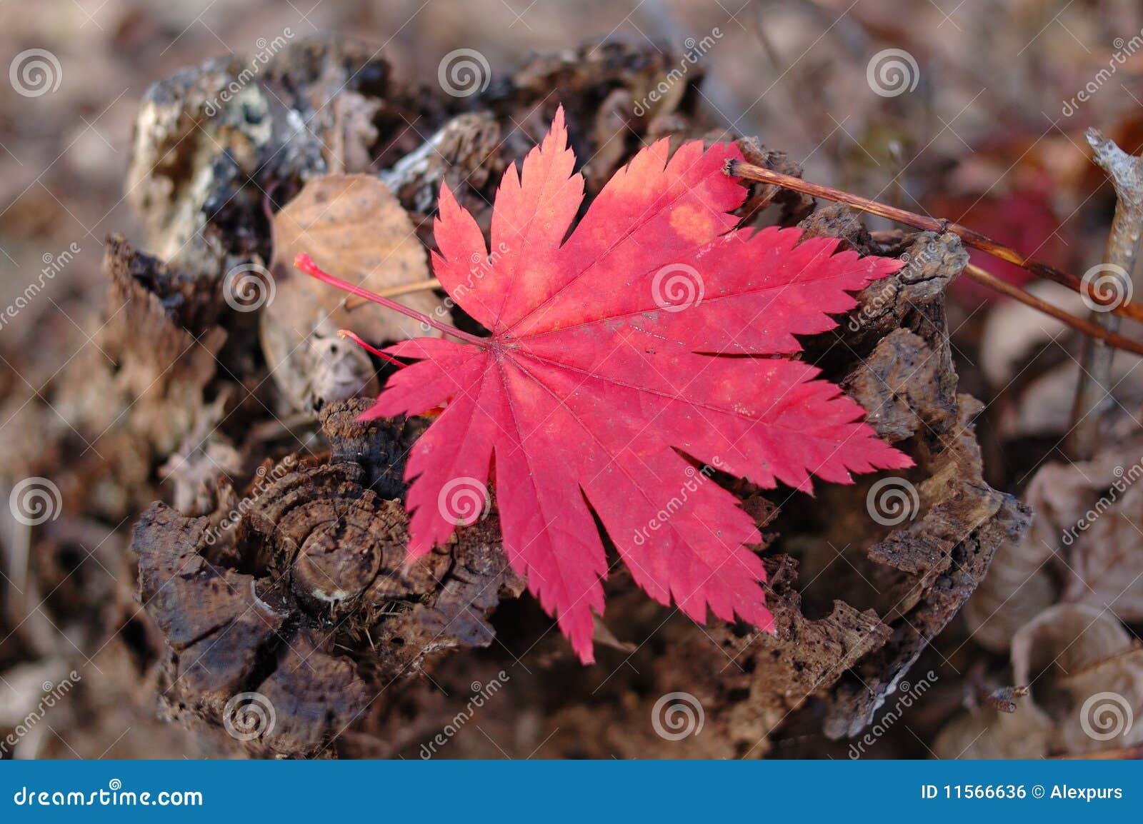 Red Maple Leaf on Autumn Ground. Stock Photo - Image of flora, claret ...