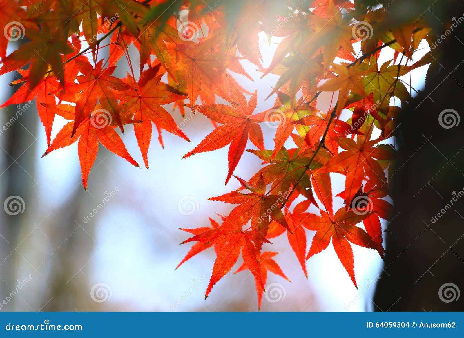 Red maple leaf stock photo. Image of leaf, abstract, autumn - 64059304