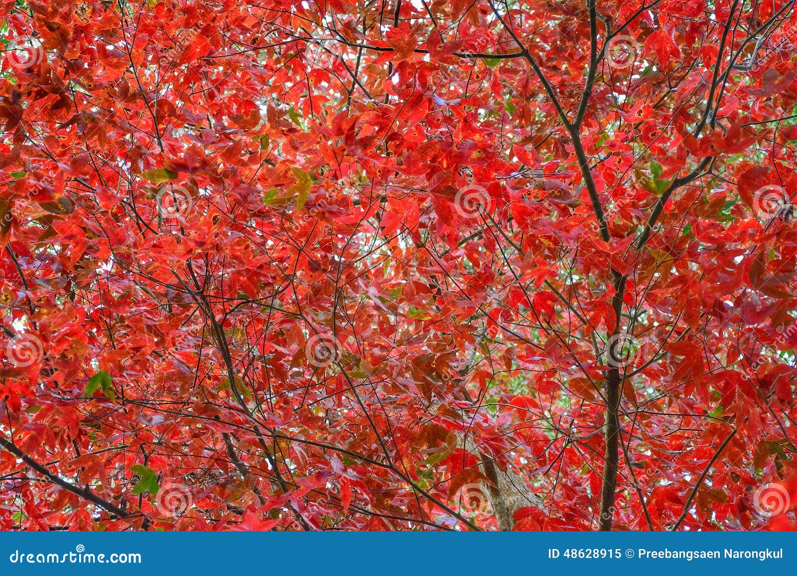 Red maple leaf stock image. Image of beautiful, color - 48628915
