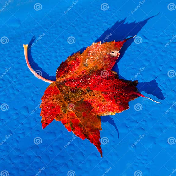 Red Maple Leaf on Blue stock photo. Image of colors, canada - 27308464