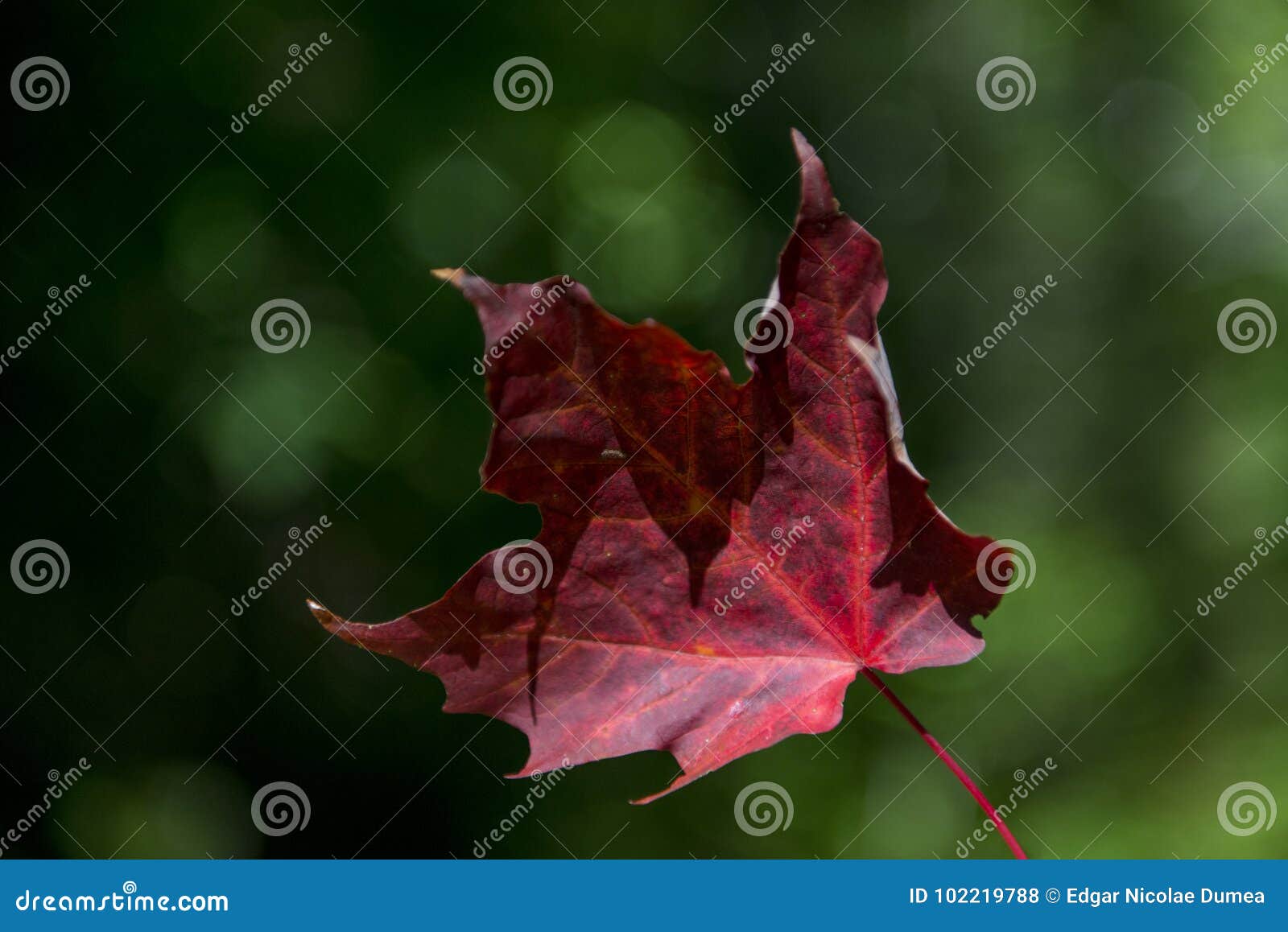 Red maple leaf stock photo. Image of trees, canada, foret - 102219788