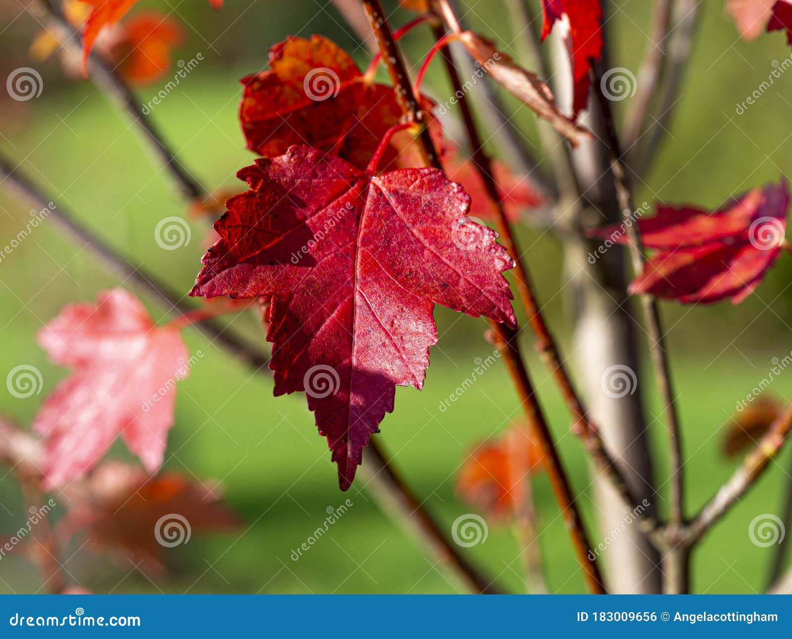 Red Maple Leaf Closeup Showing Surface Texture Stock Photo - Image of ...