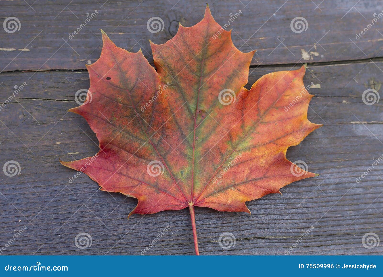 Red maple leaf stock photo. Image of minimal, dark, colored - 75509996