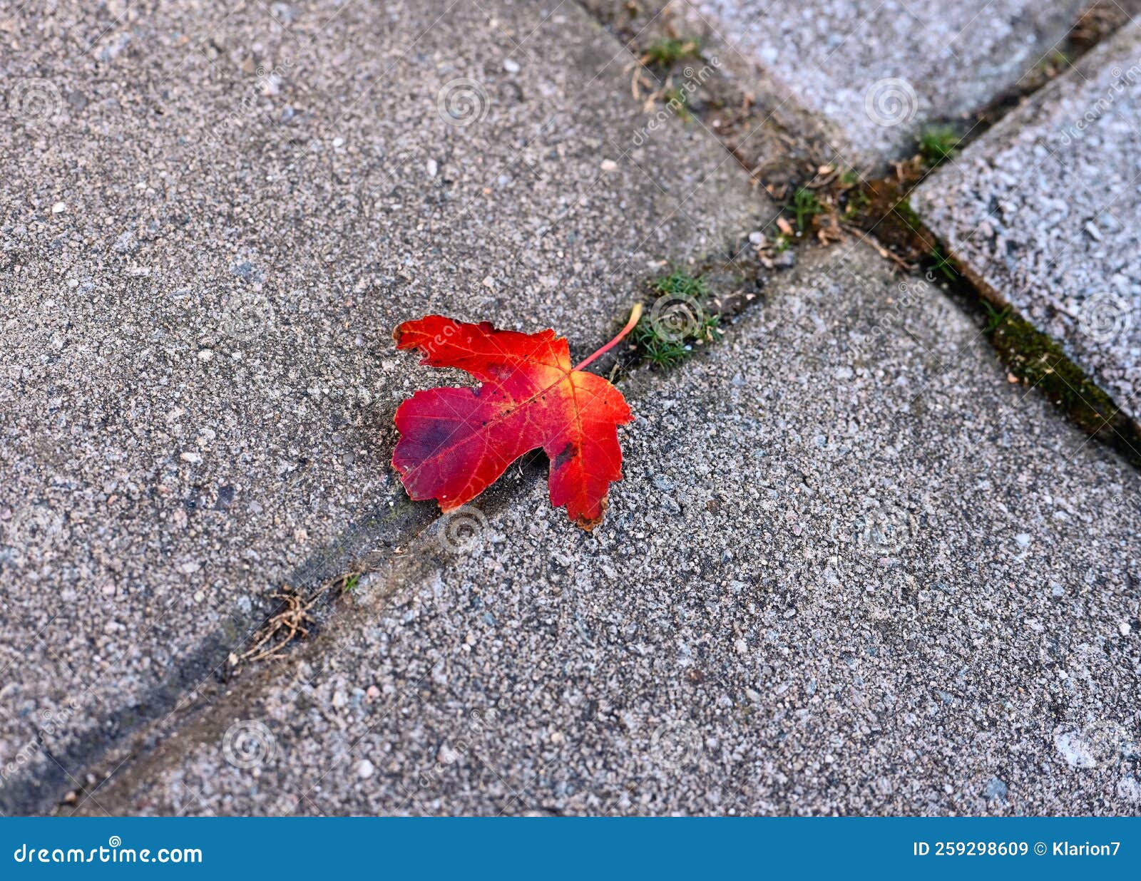 Red maple leaf on cross stock image. Image of traditional - 259298609