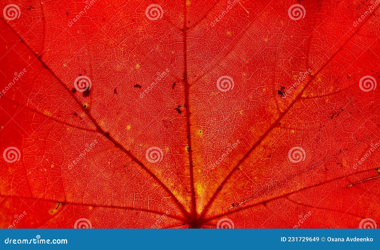 Red Maple Leaf Details. Red Leaf Texture. Leaf Background. Fall Season ...
