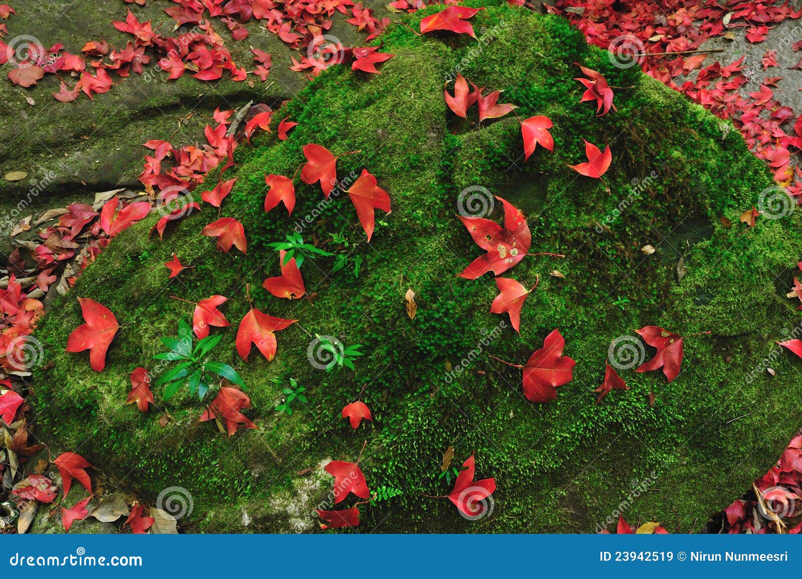 Red maple leaf during fall stock image. Image of colored - 23942519