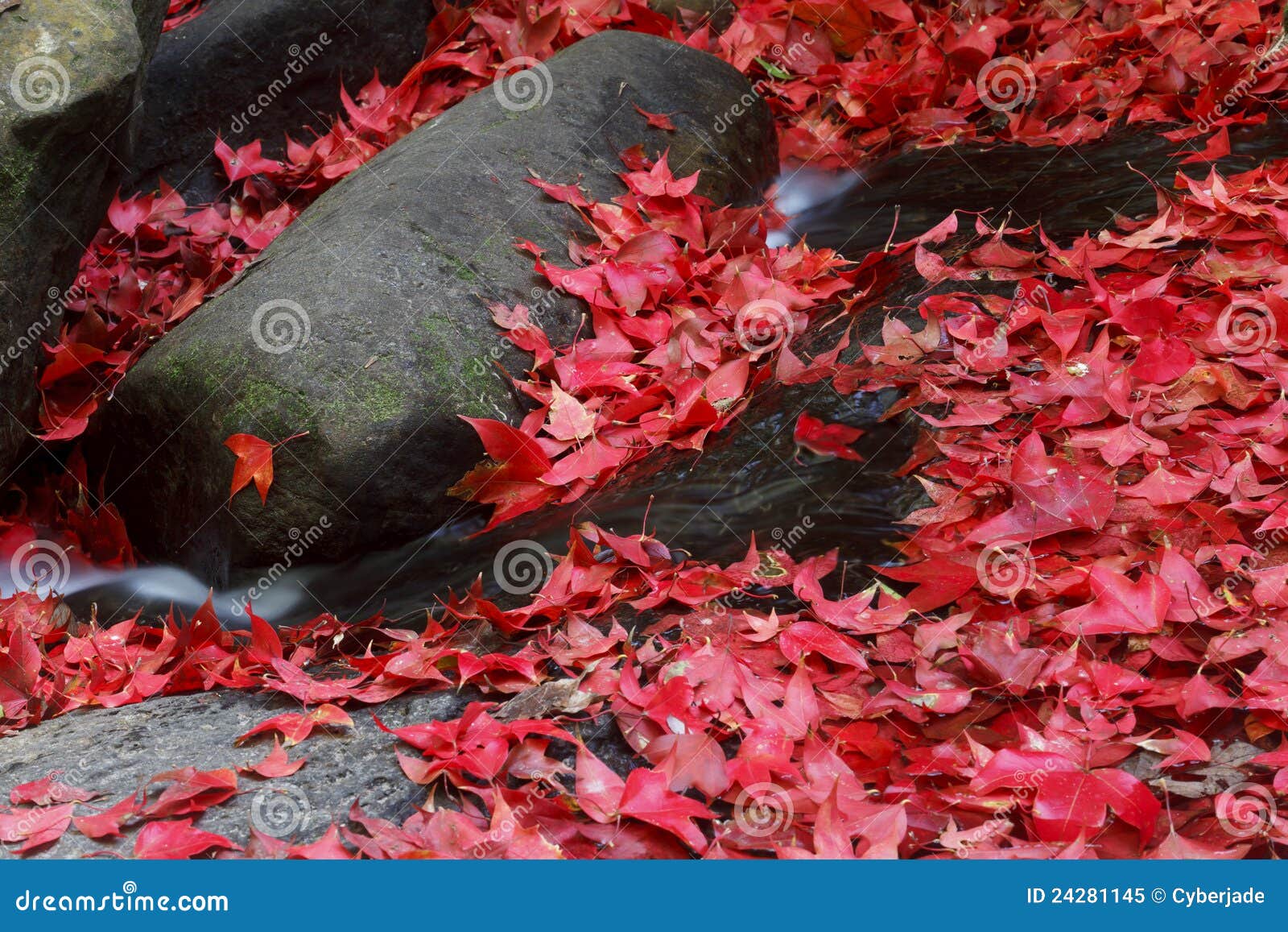 Red maple leaf during fall stock image. Image of maple - 24281145