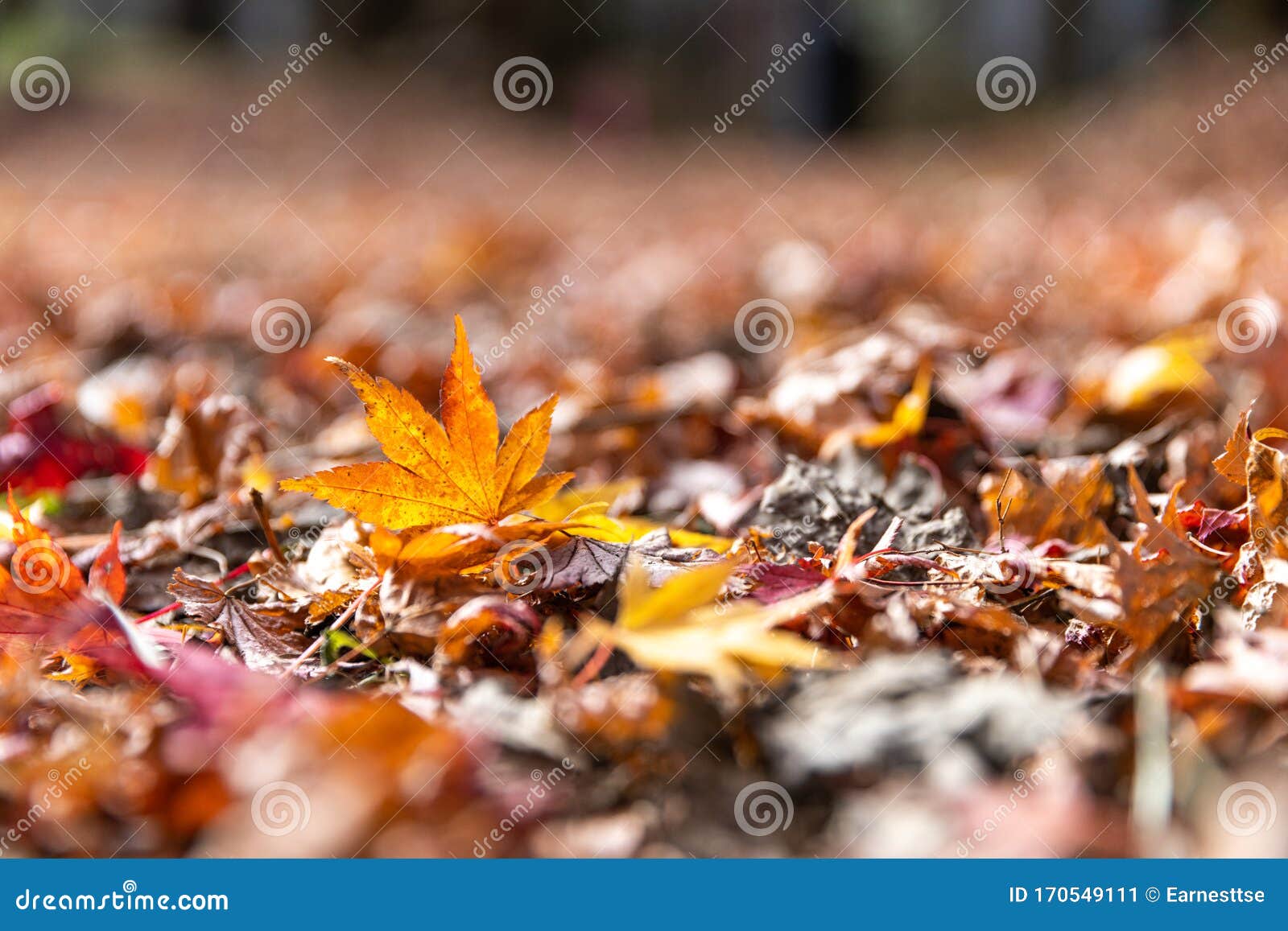 Red Maple Leaf Fall on Ground during Autumn Stock Image - Image of ...