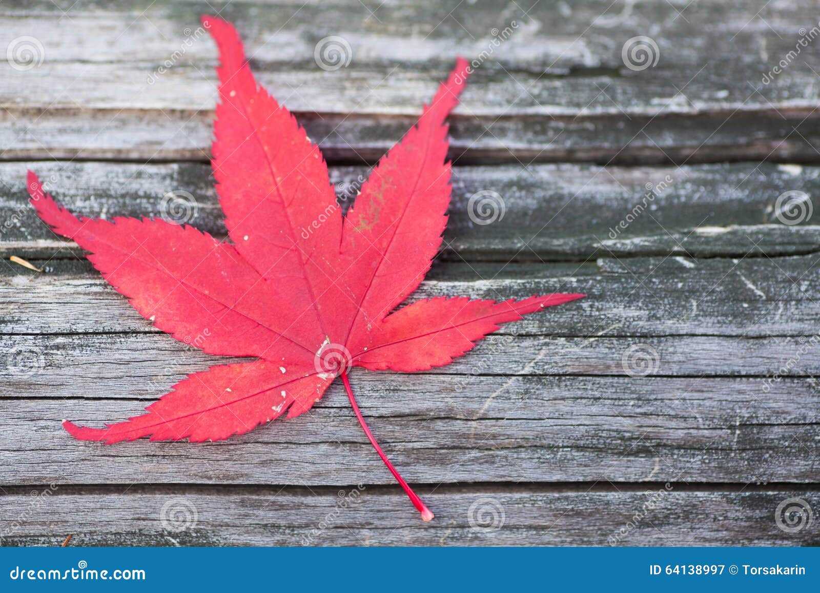 Red Maple Leaf Fall on Wood Floor Stock Image - Image of foliage ...