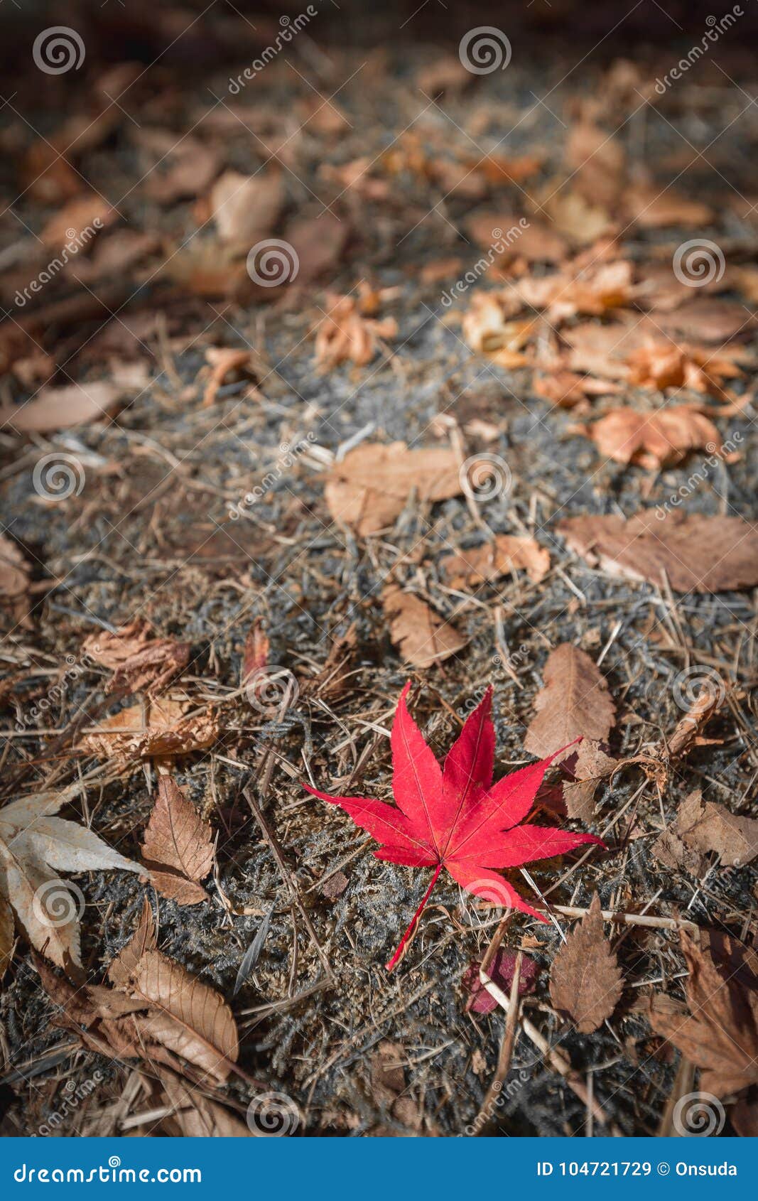 Fallen red maple leaf stock image. Image of colorful - 104721729