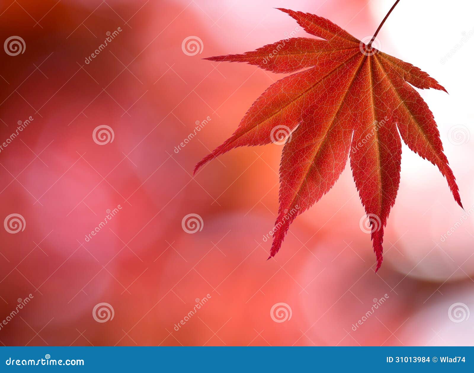 The Red Maple Leaf in Forest Stock Photo - Image of woods, sunlight ...