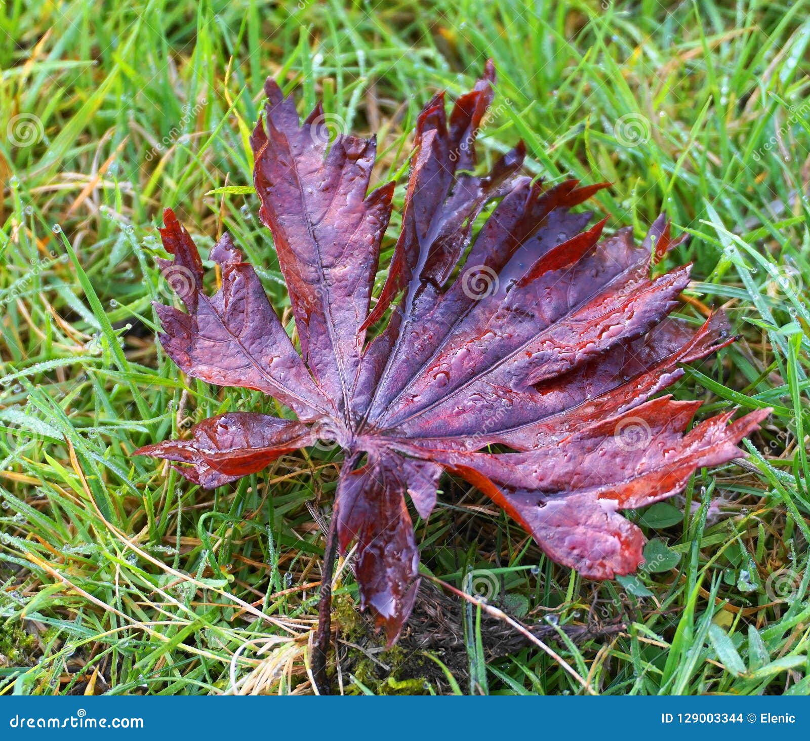 Beautiful Red Maple Leaf Close Up. Stock Photo - Image of banner, cover ...
