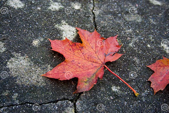 Red Maple Leaf on the Ground Stock Image - Image of colorful, outdoor ...