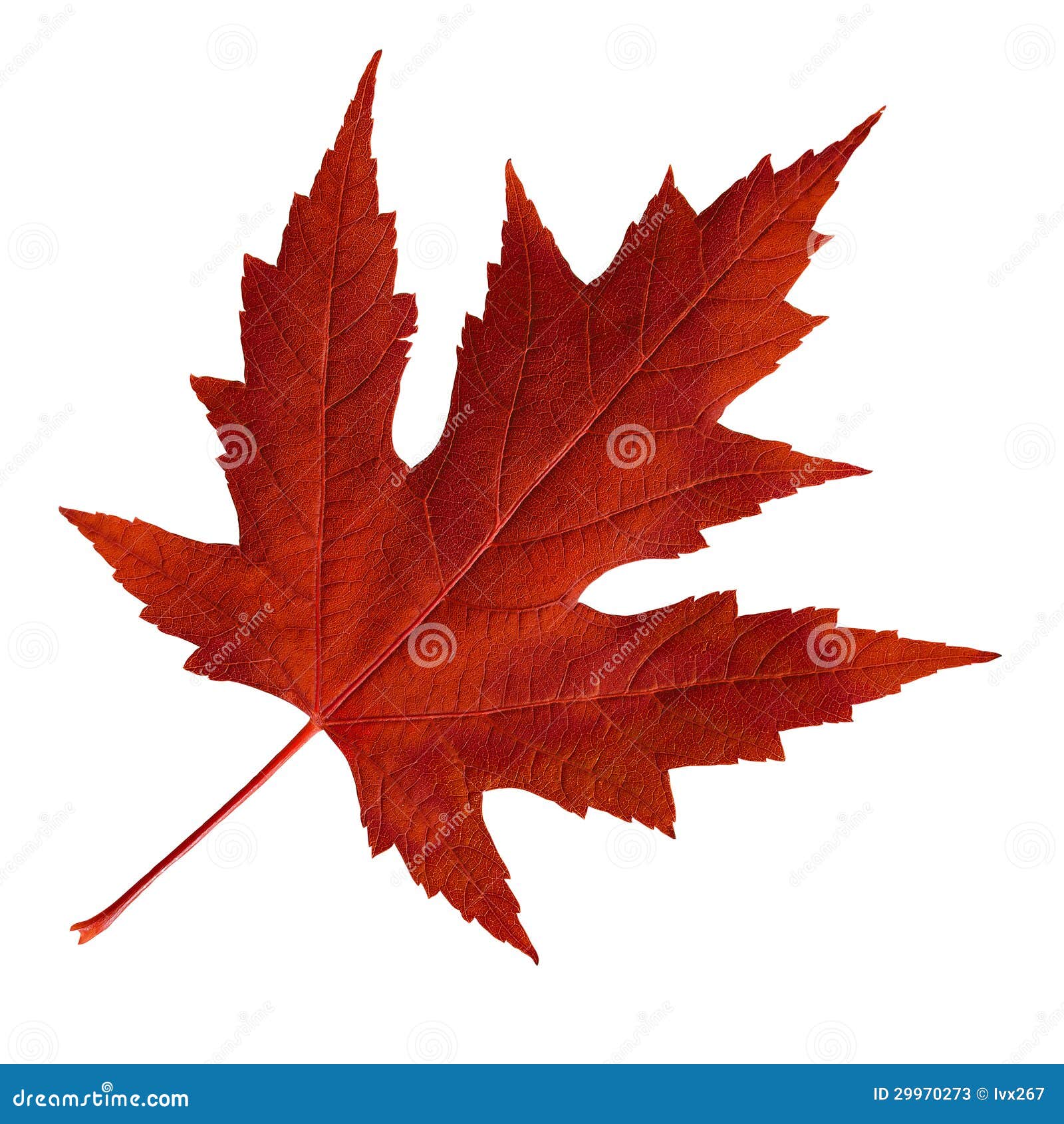 Maple leaf stock image. Image of leaf, white, maple, leaves - 29970273