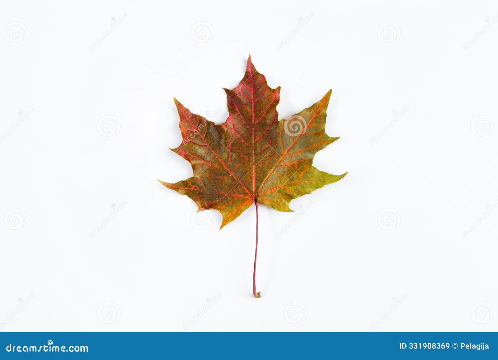 Red Maple Leaf Isolated on White Background. Autumn Fallen Leaves ...