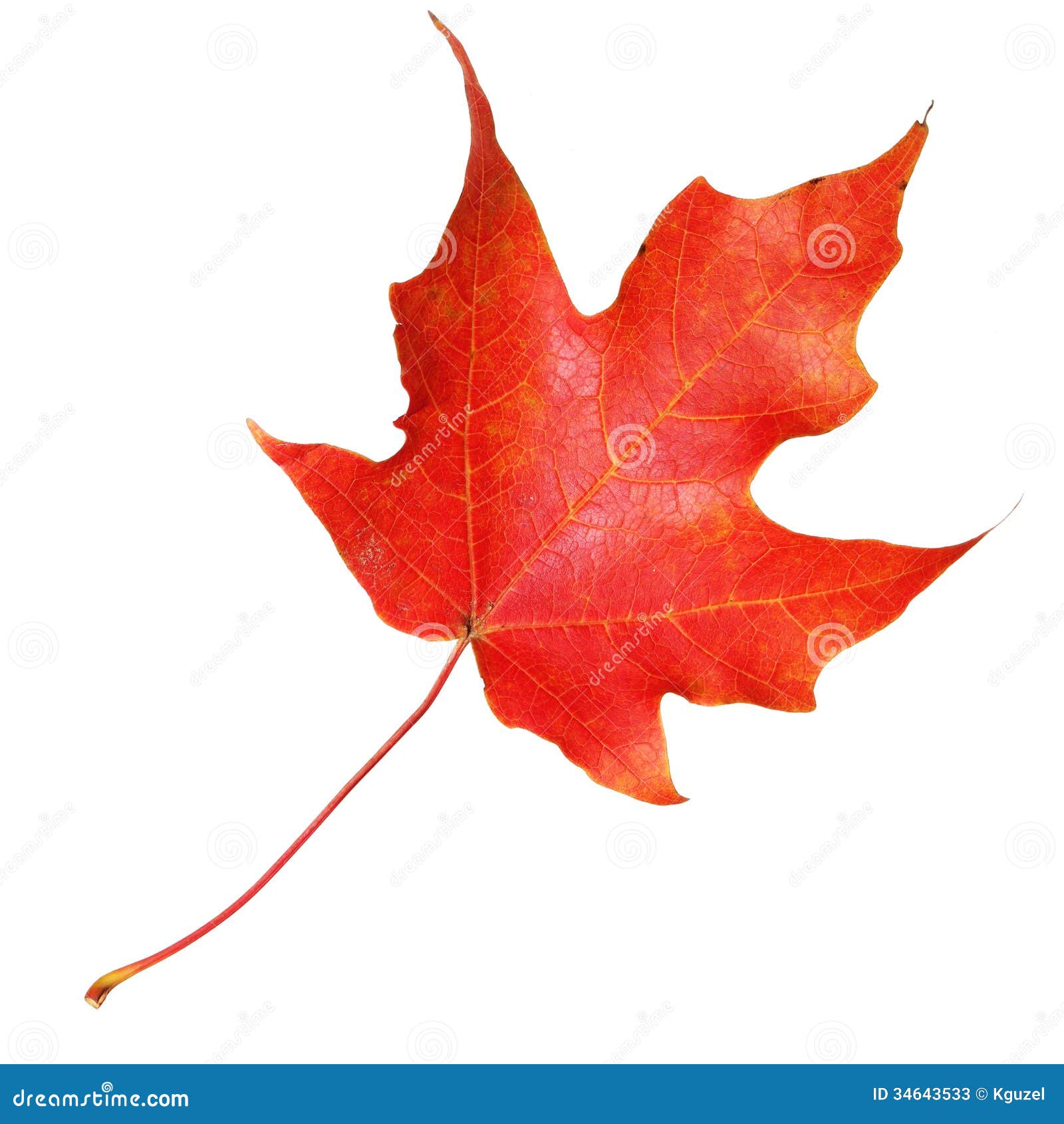 Red Maple Leaf Isolated on White Background. Fall Stock Image - Image ...