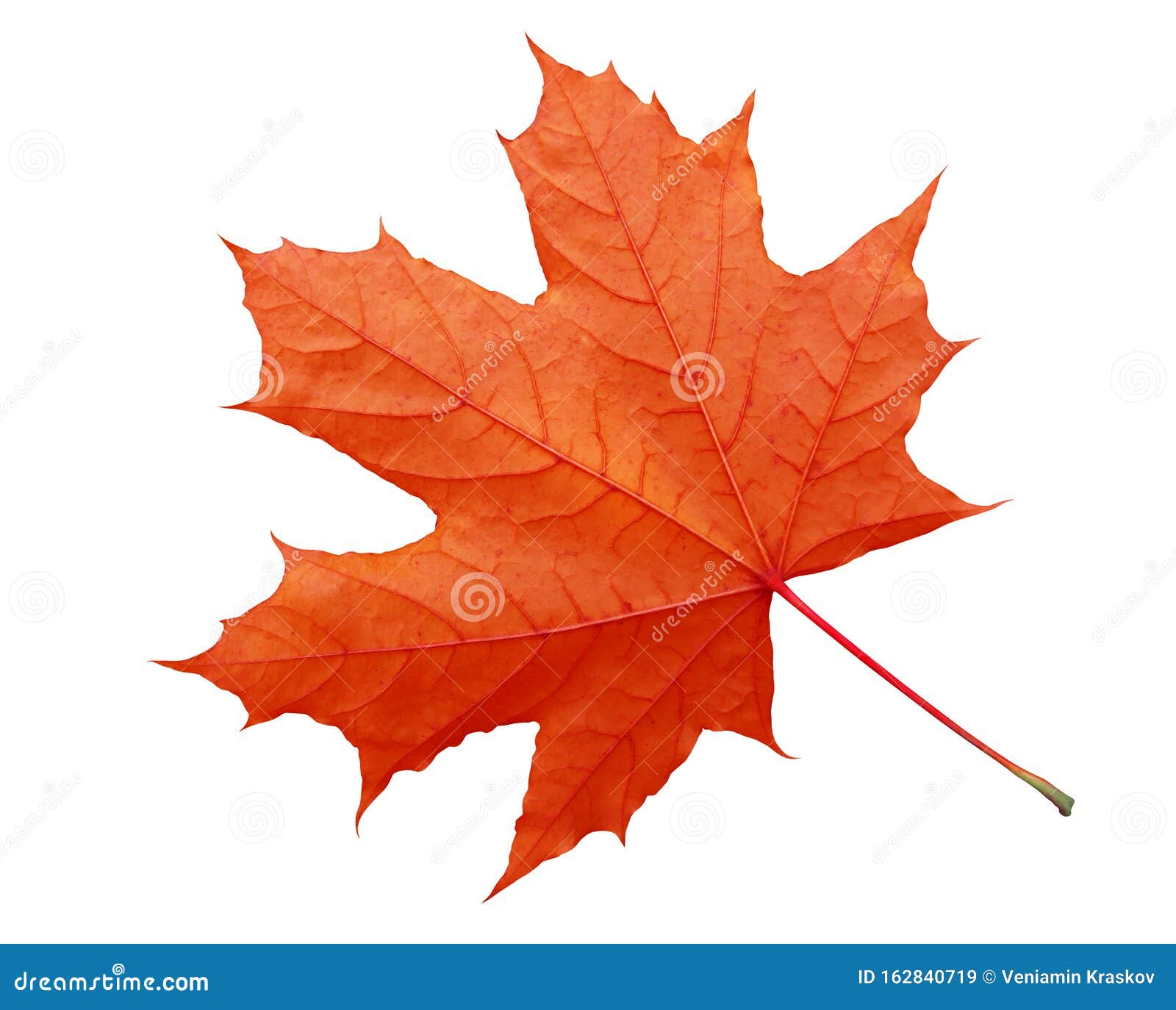 Red maple leaf isolated stock image. Image of beauty - 162840719