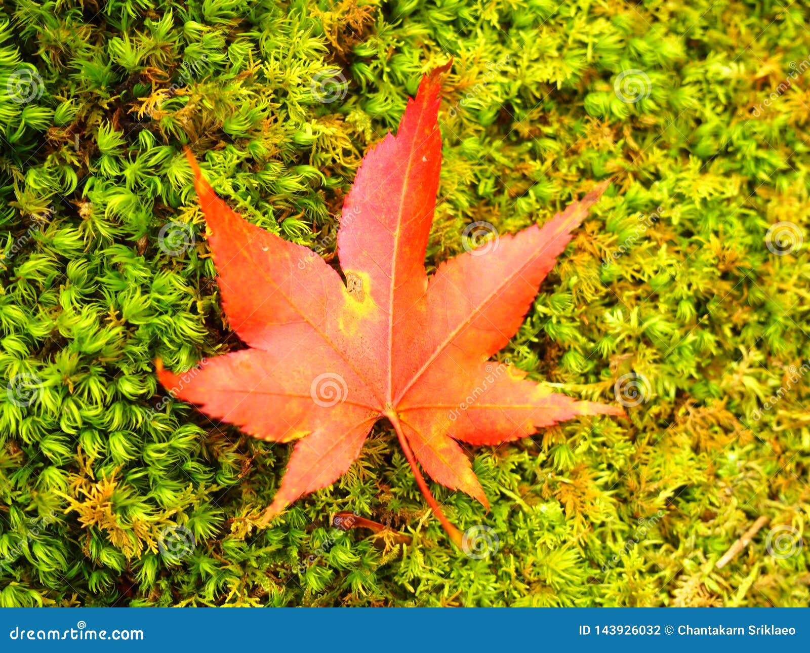 Red maple on green moss stock photo. Image of foliage - 143926032
