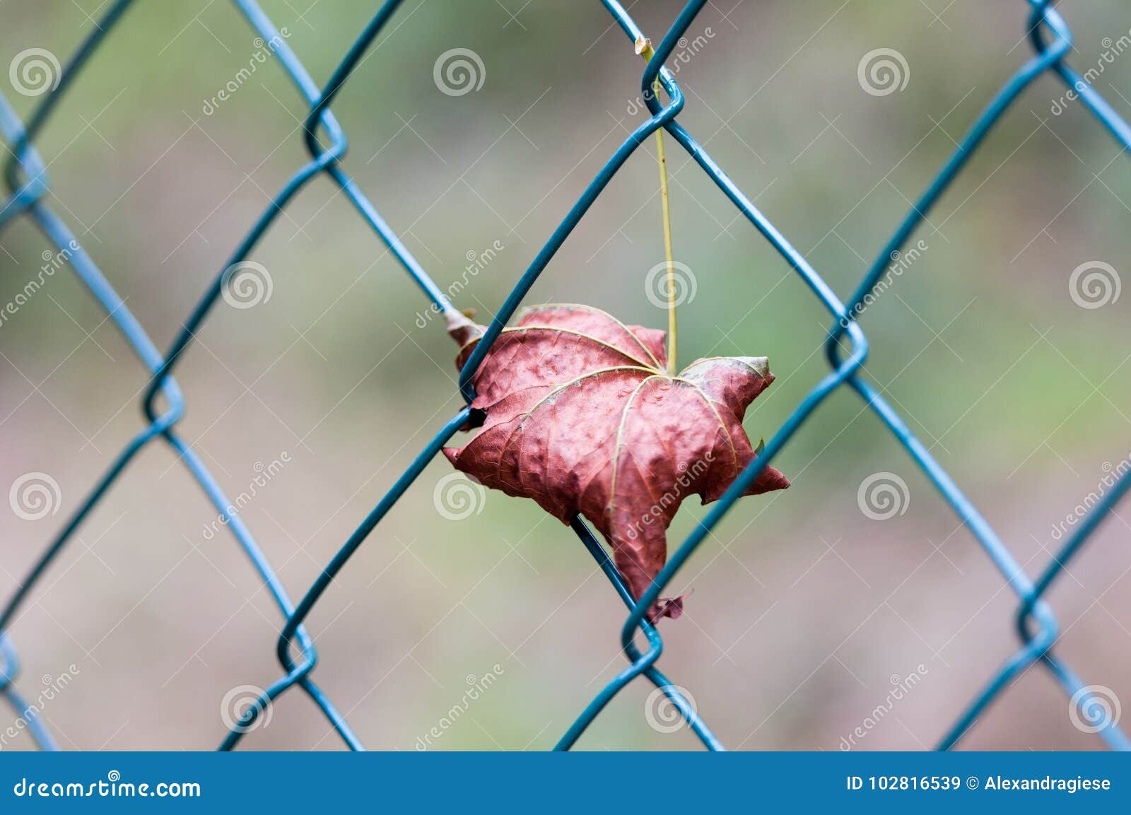 Red Maple Leaf in a Mesh Wire Fence Stock Image - Image of outside ...