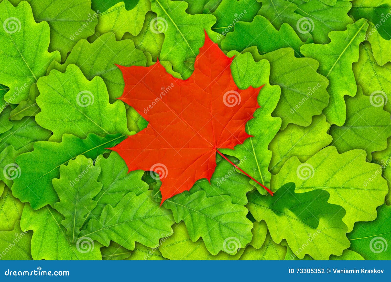 Red Maple Leaf Over Green Oak Leaves Stock Photo - Image of tree, green ...