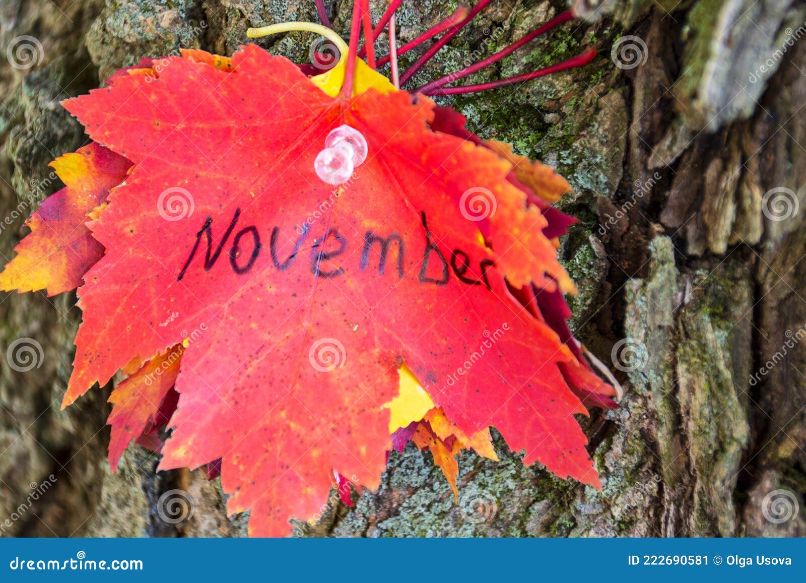Red Maple Leaf Pinned on Tree with the Word November. Nature Calendar ...