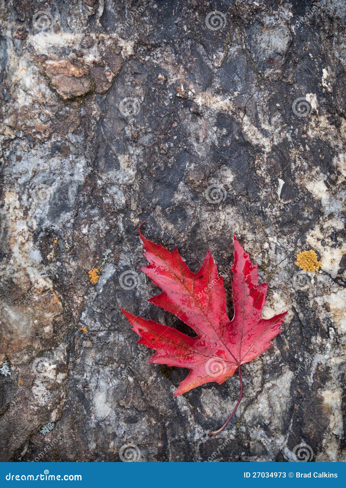 Red maple leaf on rock stock image. Image of maple, stone - 27034973