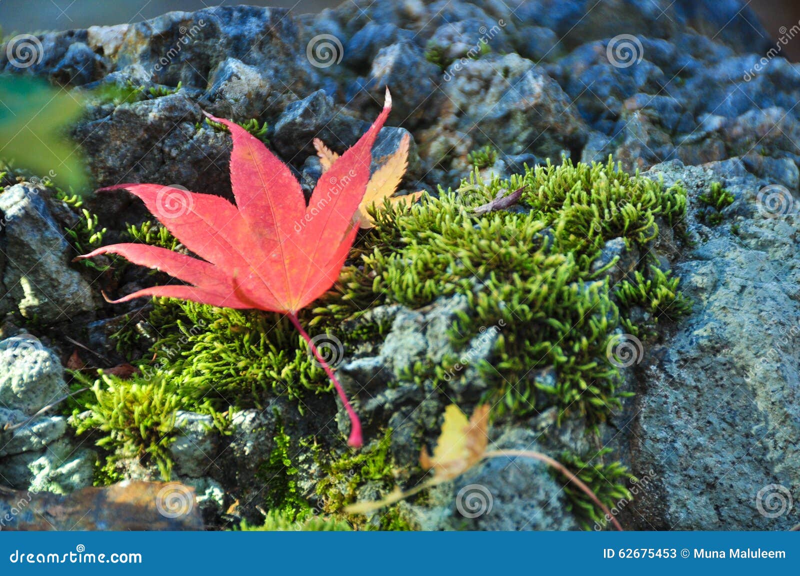 Red maple leaf on rock stock image. Image of autumn, momiji - 62675453