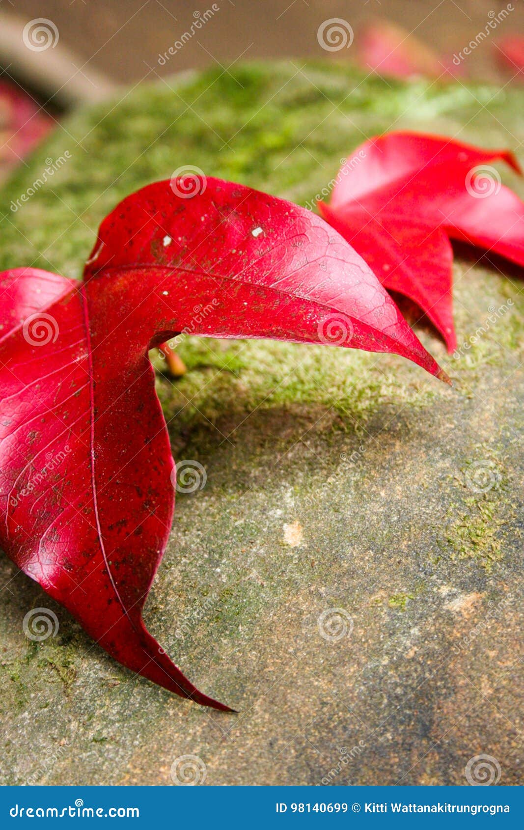 Red maple leaf on rock stock image. Image of texture - 98140699