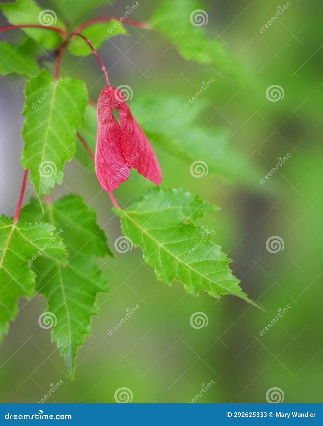 Red Maple Leaf Seeds Hanging from a Tree Branch Stock Image - Image of ...