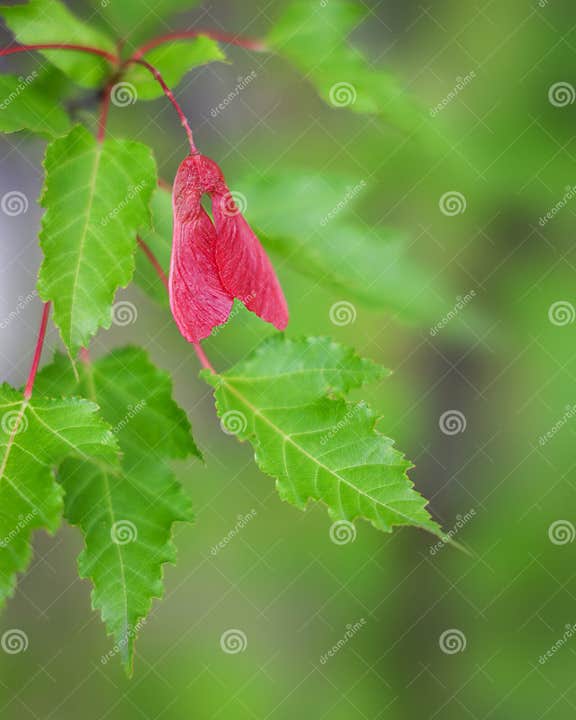 Red Maple Leaf Seeds Hanging from a Tree Branch Stock Image - Image of ...