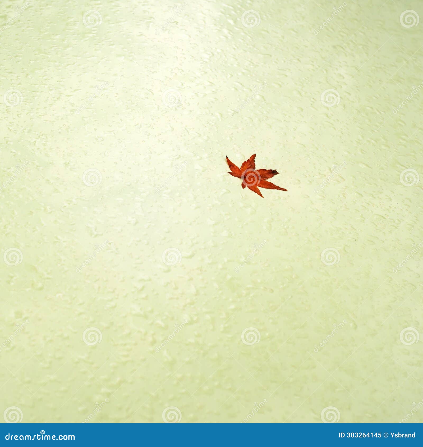 Red Maple Leaf on Shiny Wet Surface. Stock Image - Image of texture ...