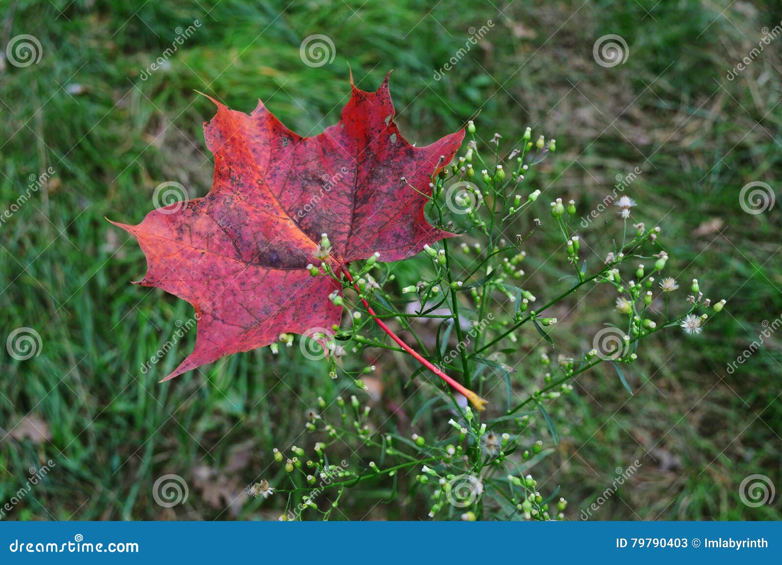 Red Maple Leaf on a Small Bush. Stock Image - Image of falling ...